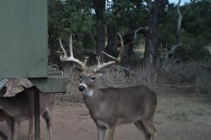 Deer Hunting Packages | Activities | Antler Hunt Ranch
